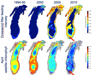 Featured Research-Lake Michigan Quagga Mussels | CIGLR
